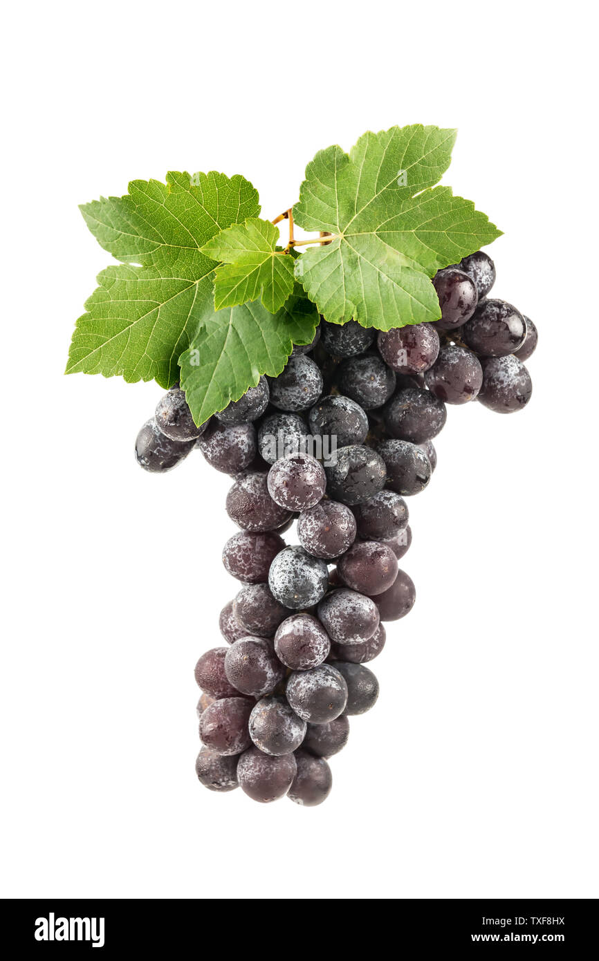 A photo of black grape on isolate white background Stock Photo - Alamy