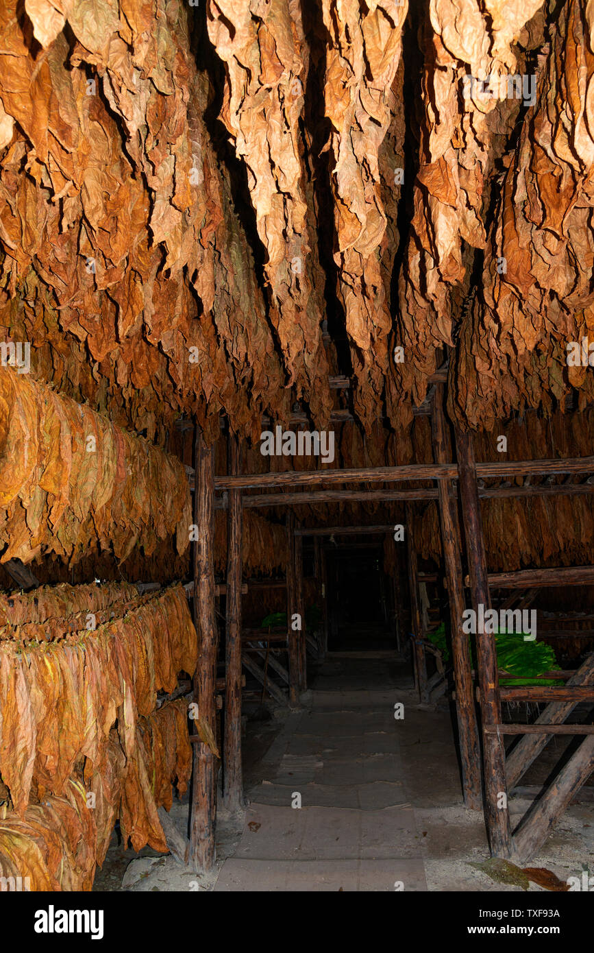 Tobacco drying shed hi-res stock photography and images - Alamy
