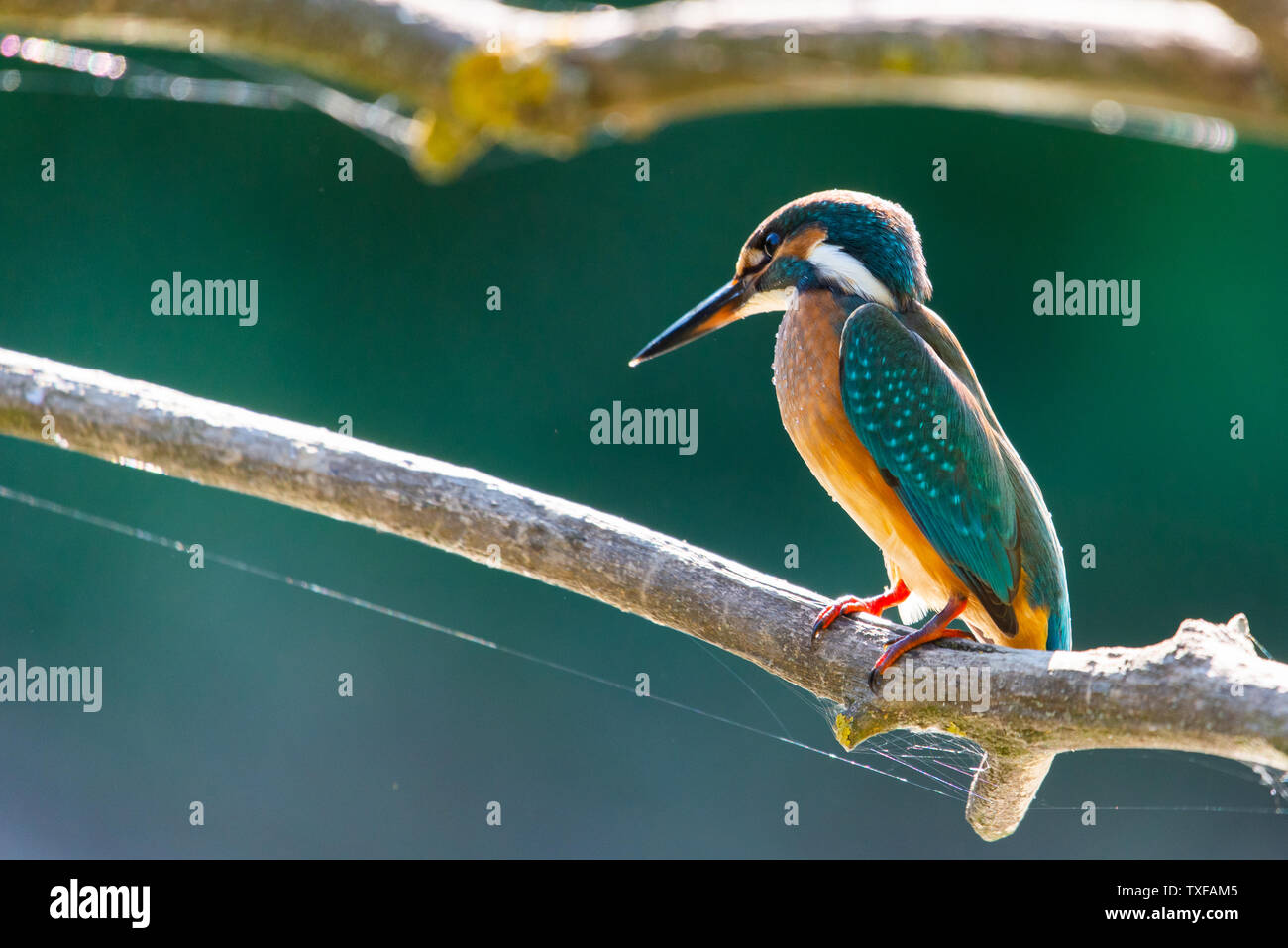 Common European Kingfisher or Alcedo atthis sits on a stick above the ...