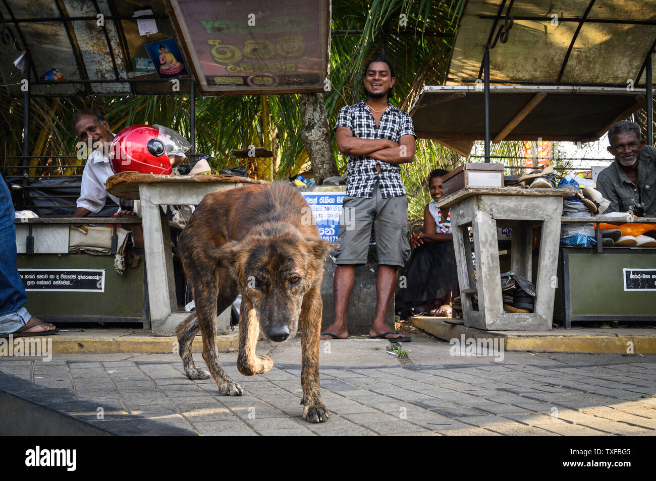 Sri lankan dog hi-res stock photography and images - Alamy