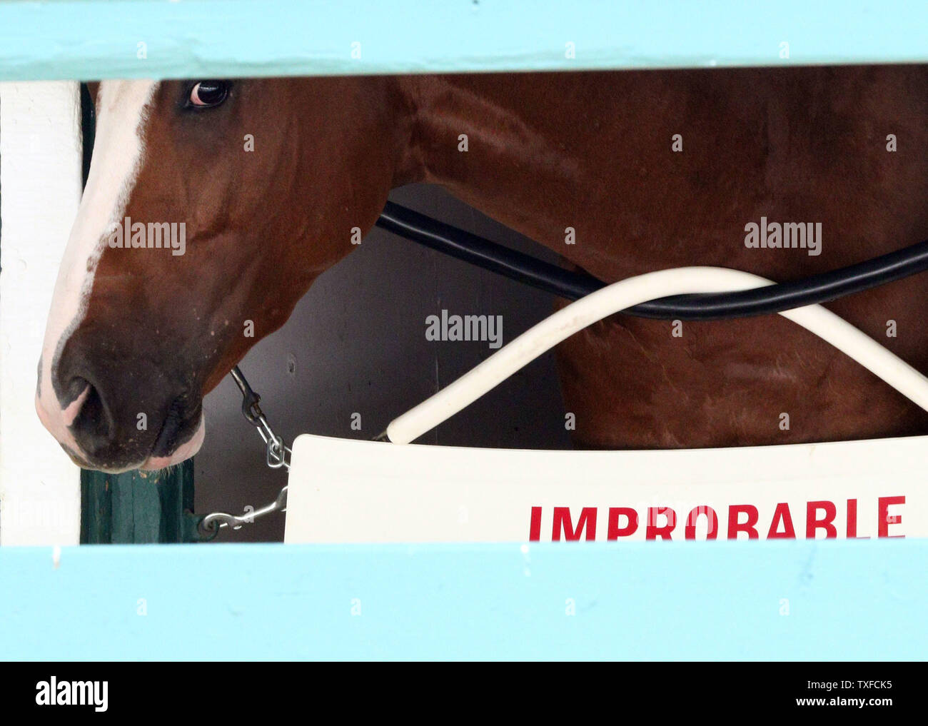 Improbable race horse hi-res stock photography and images - Alamy