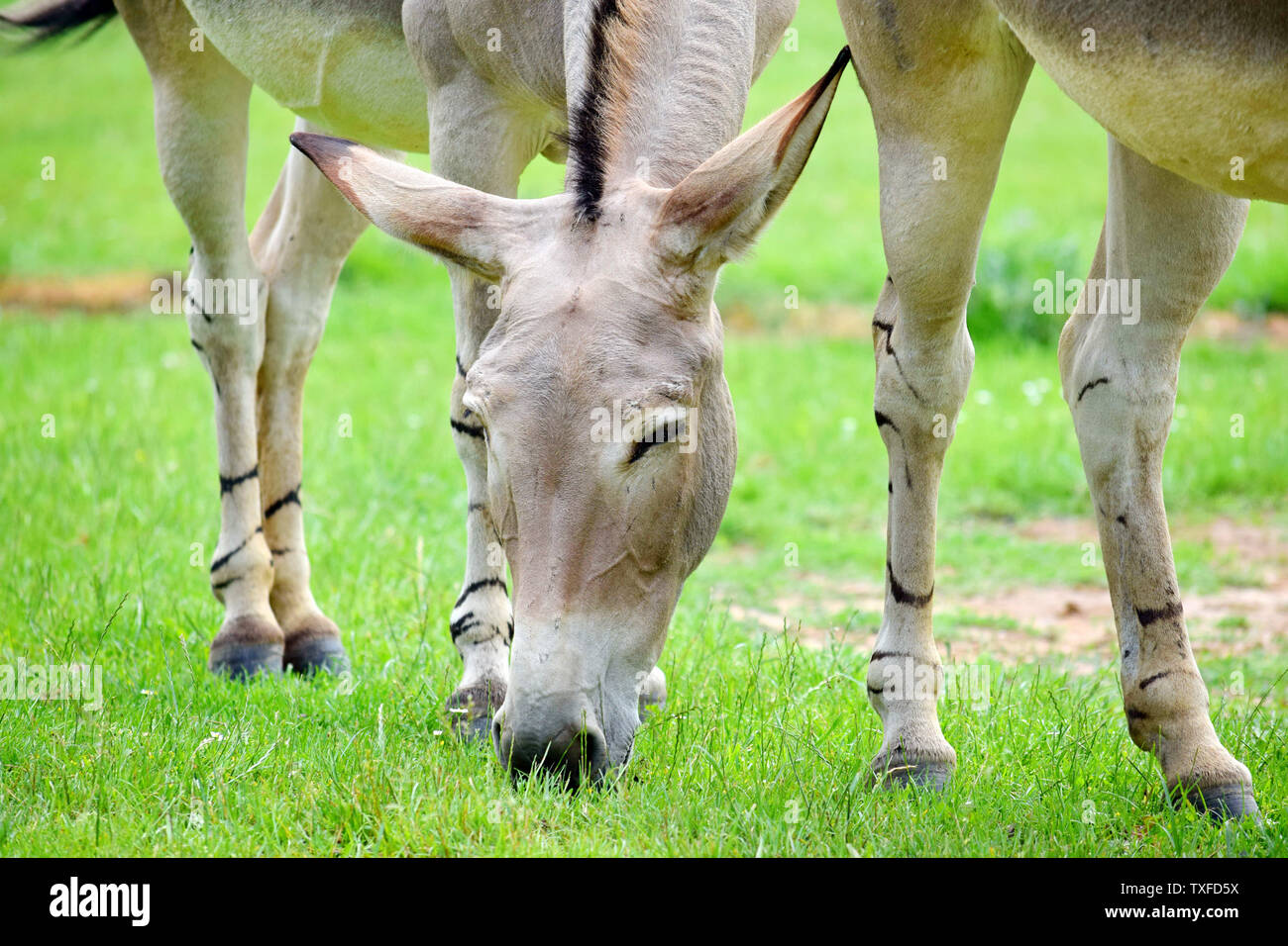 Equus asinus species hi-res stock photography and images - Alamy
