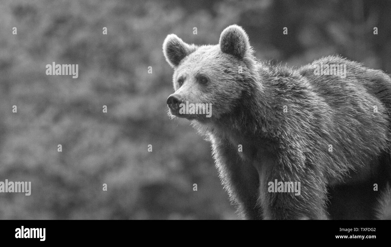 Brown bear grizzly in Black and White Stock Photos & Images - Alamy