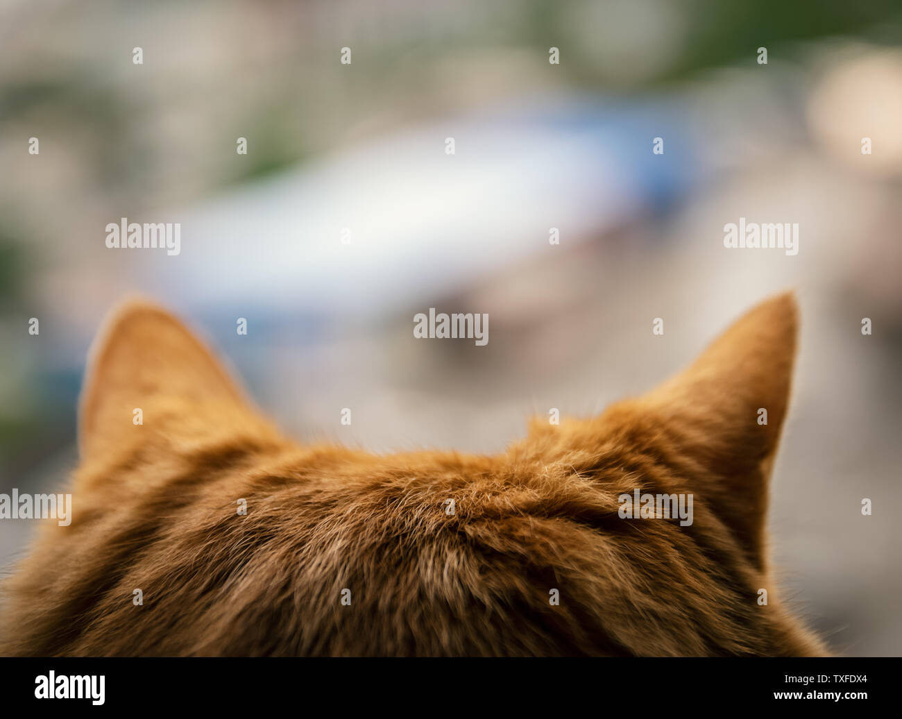 Funny head scratch hi-res stock photography and images - Alamy