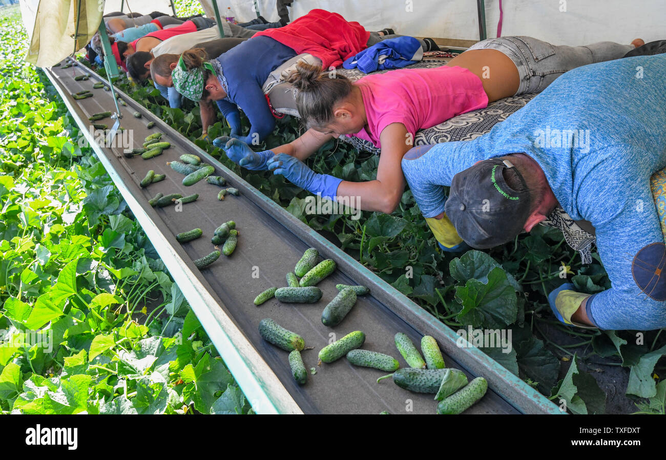 Foreign harvesters hi-res stock photography and images - Alamy