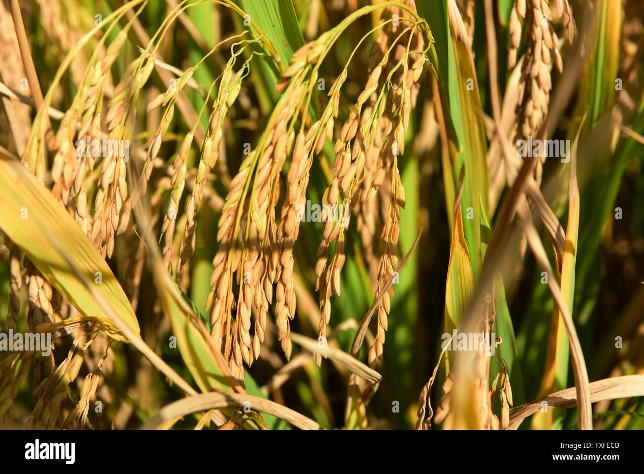 High-definition rice spike Stock Photo - Alamy