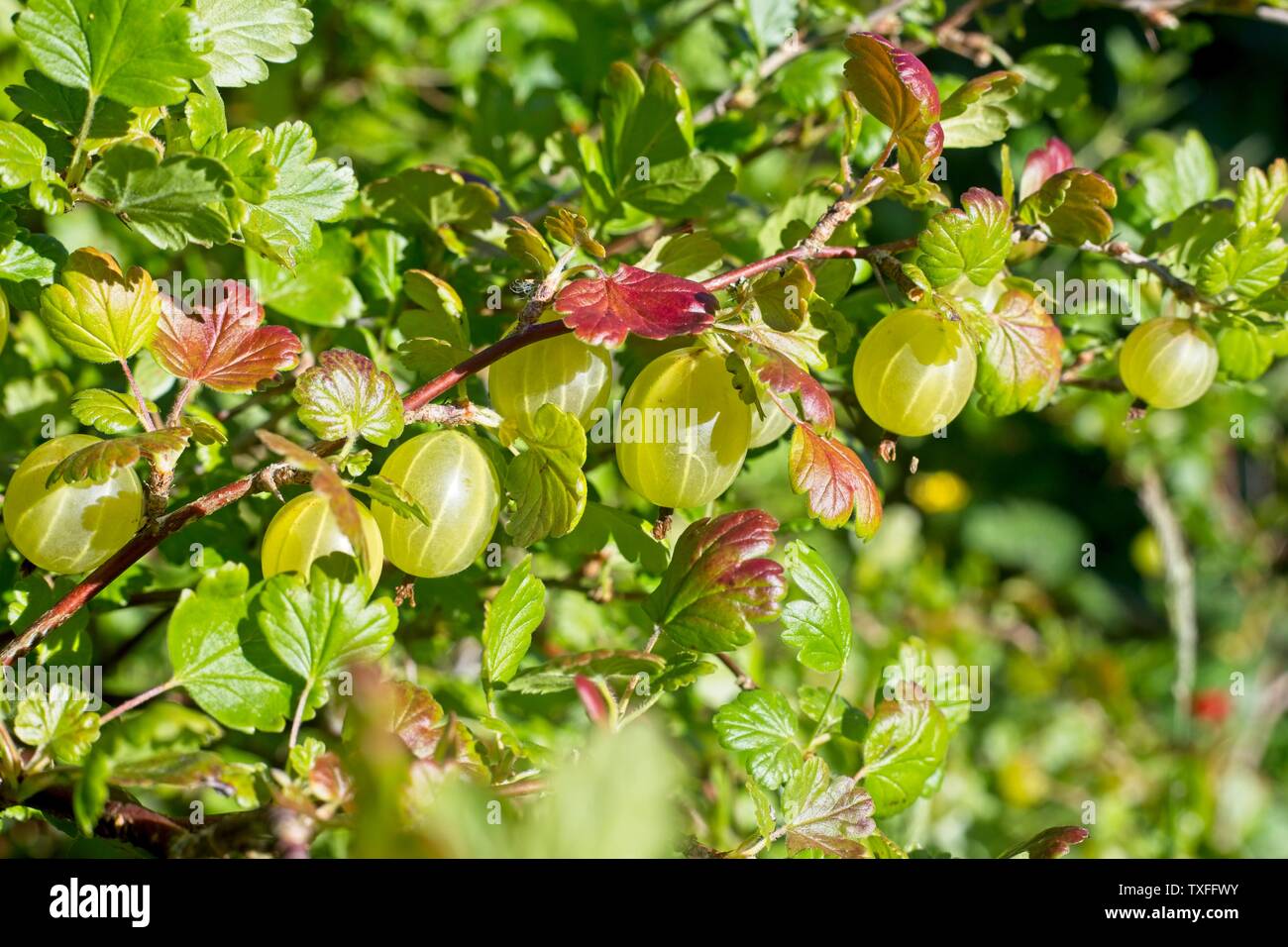 Yellow gooseberries hi-res stock photography and images - Alamy