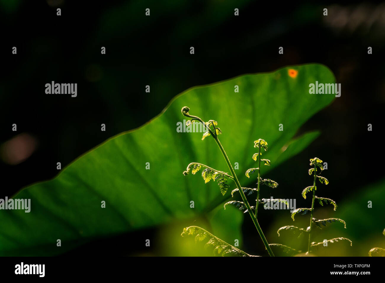 Outdoor pearls and insects hi-res stock photography and images - Alamy