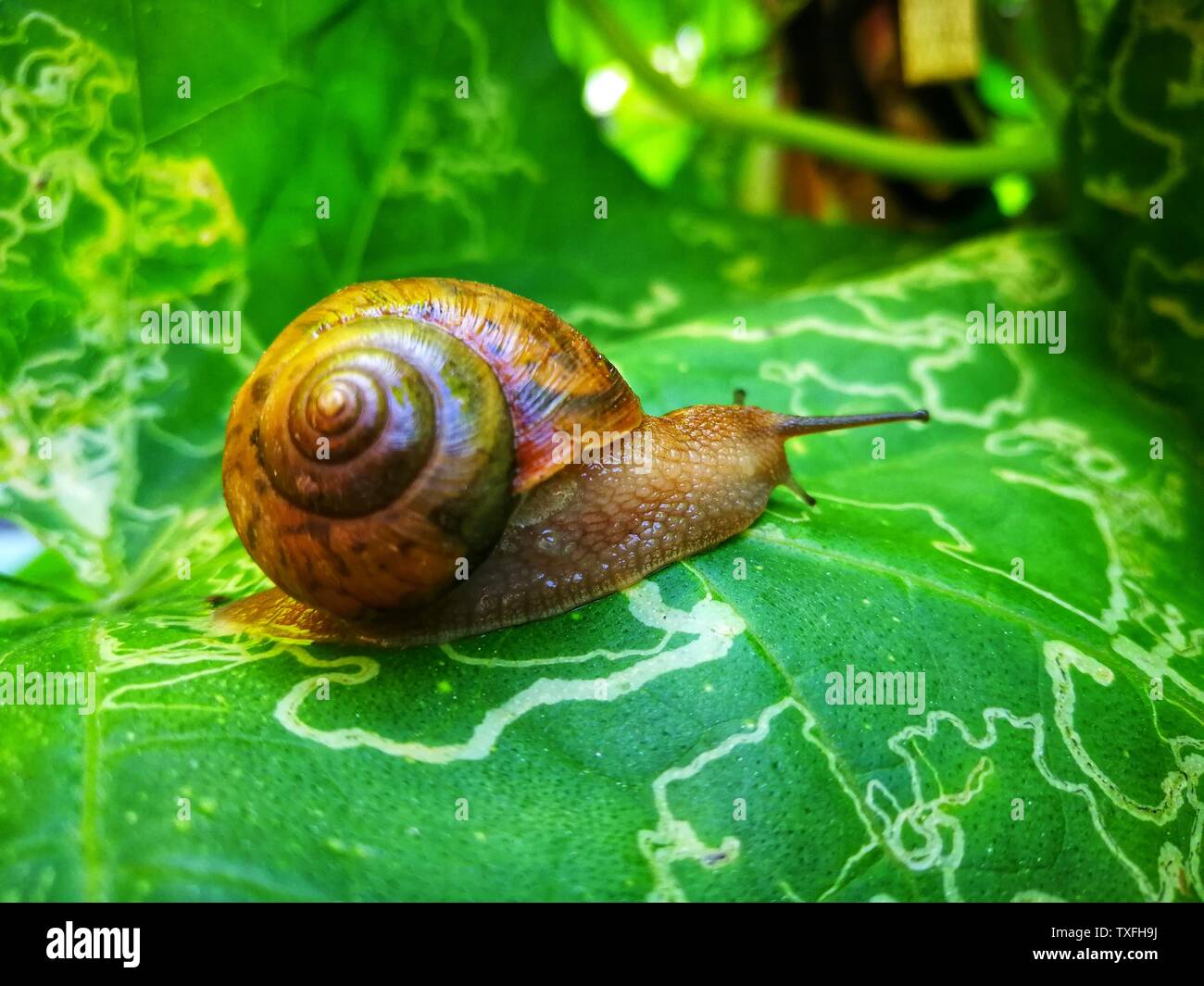 Shellfish insects hi-res stock photography and images - Alamy