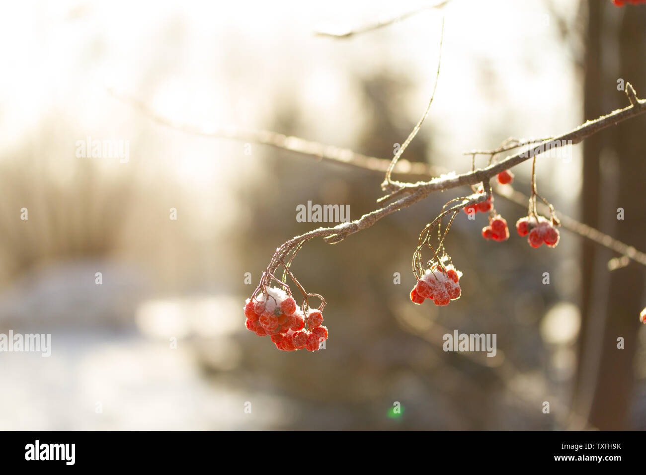 Rowen Red Berry Tree High Resolution Stock Photography and Images - Alamy