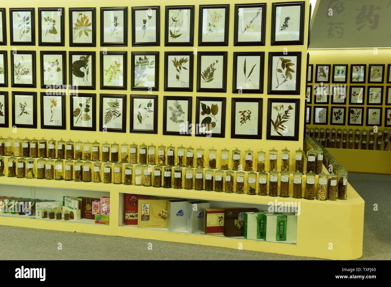 Chinese herbal plant specimens Stock Photo - Alamy