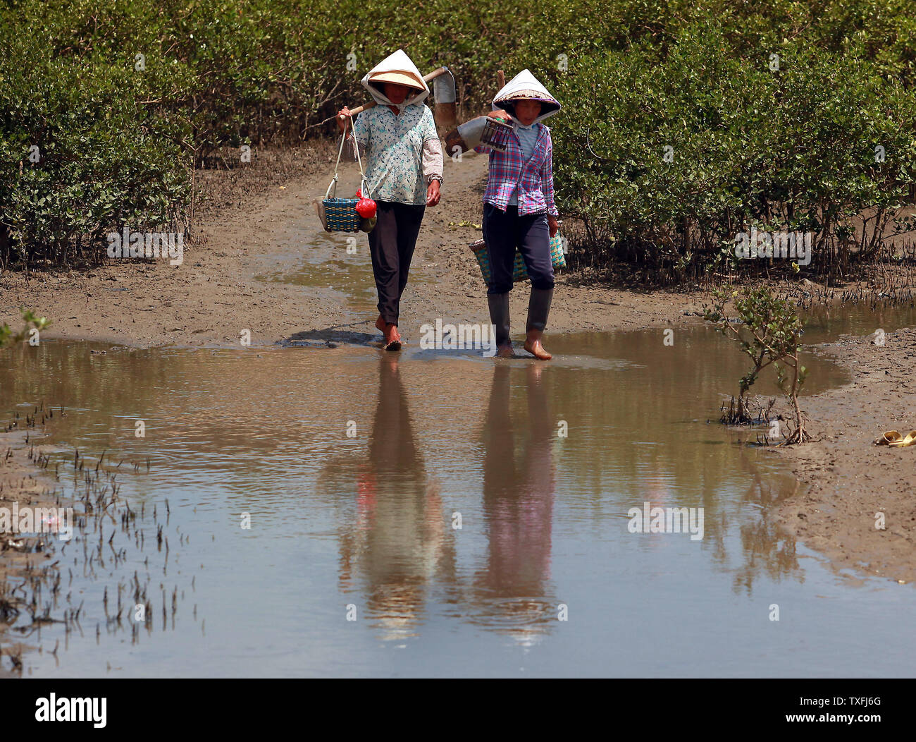 Guangxi beihai mangrove hi-res stock photography and images - Alamy