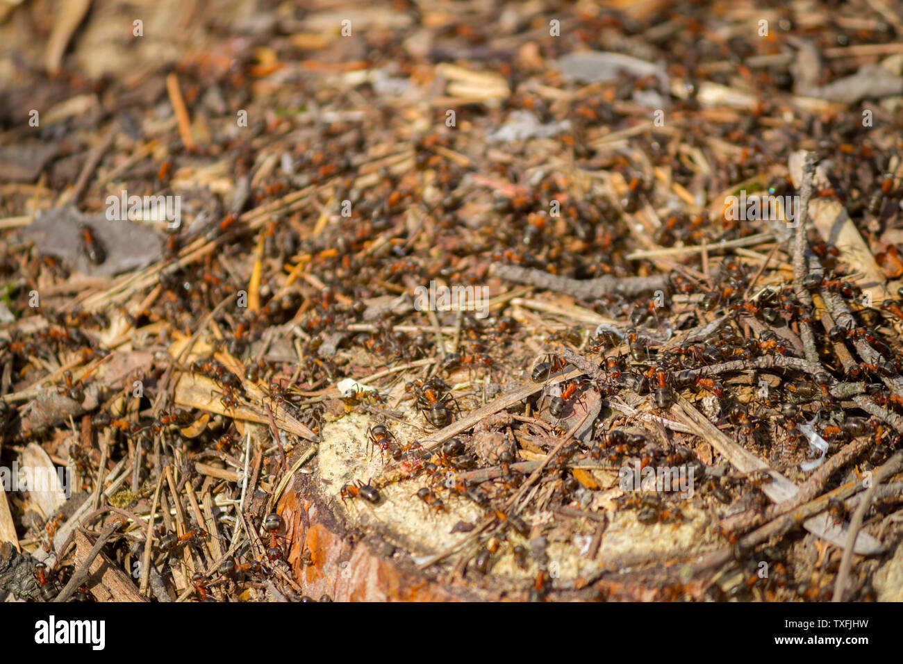 many ants working together. close up Stock Photo - Alamy