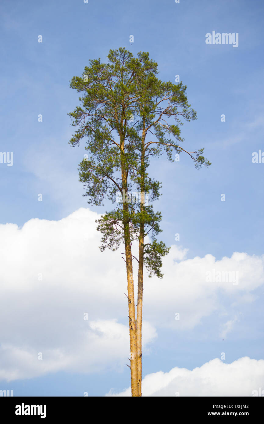 Single pinetree hi-res stock photography and images - Alamy