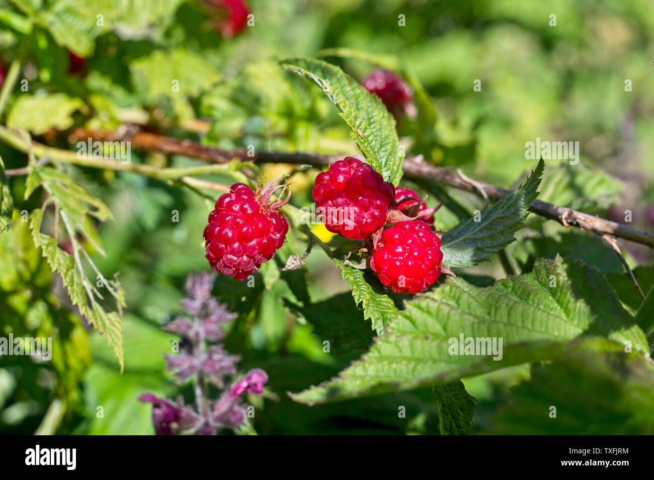Raspberry canes hi-res stock photography and images - Alamy