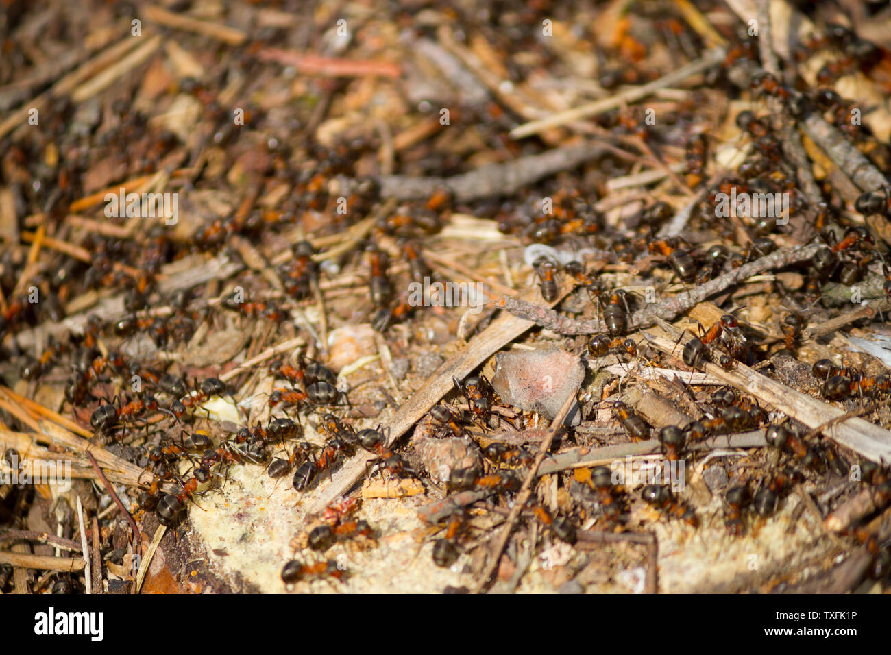 many ants working together. close up Stock Photo - Alamy