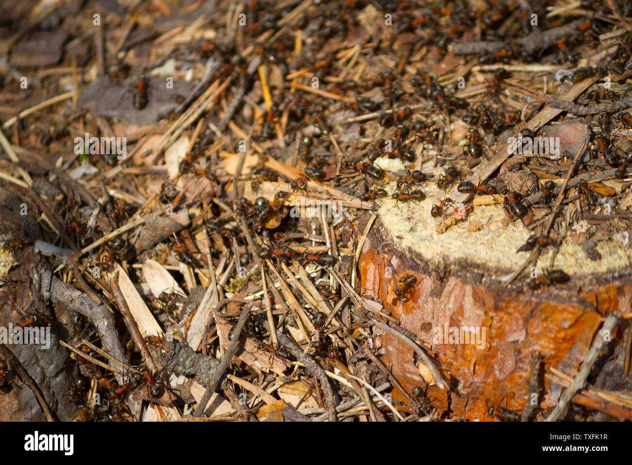 many ants working together. close up Stock Photo - Alamy