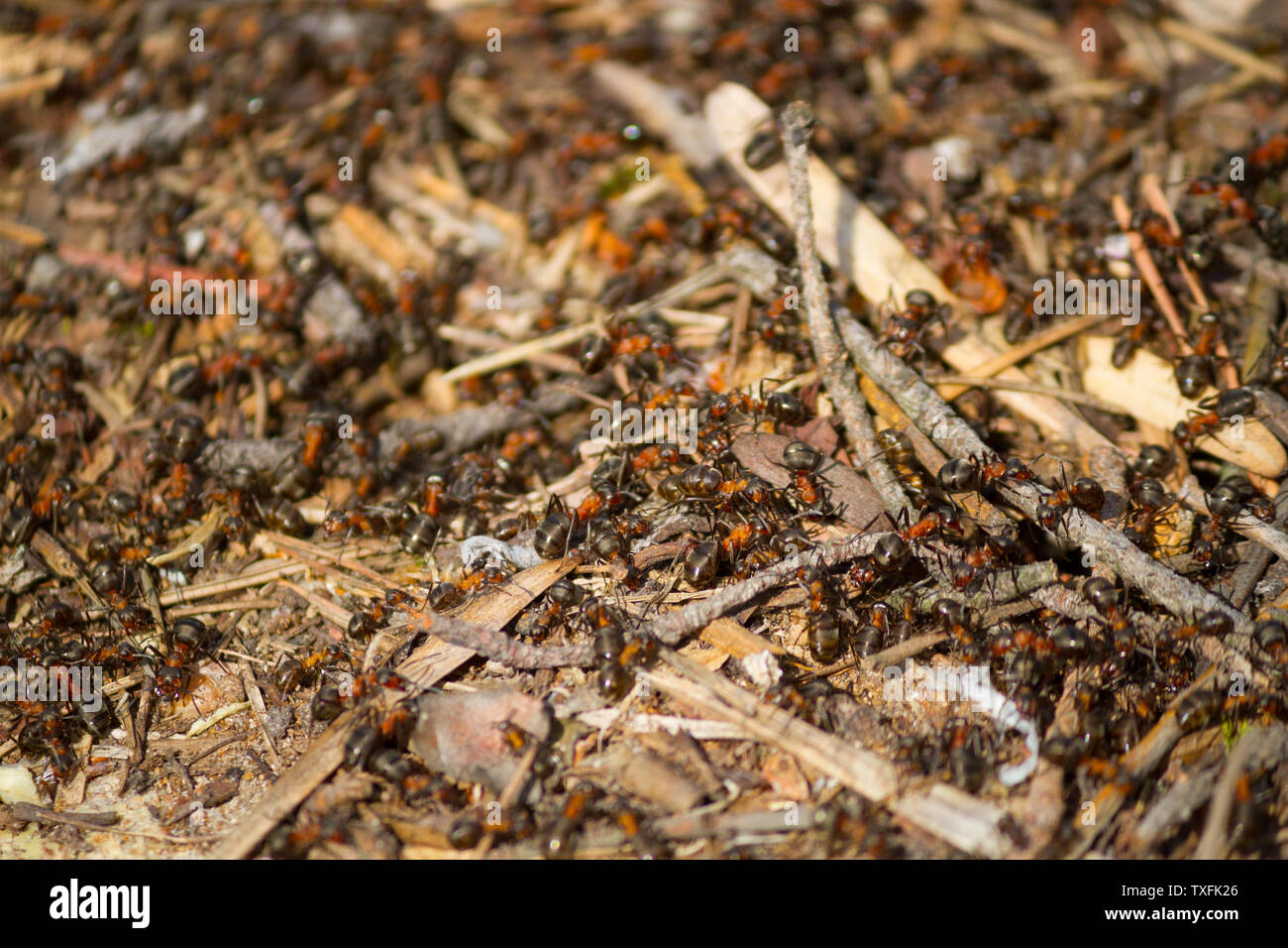 Ants Working Together High Resolution Stock Photography and Images - Alamy