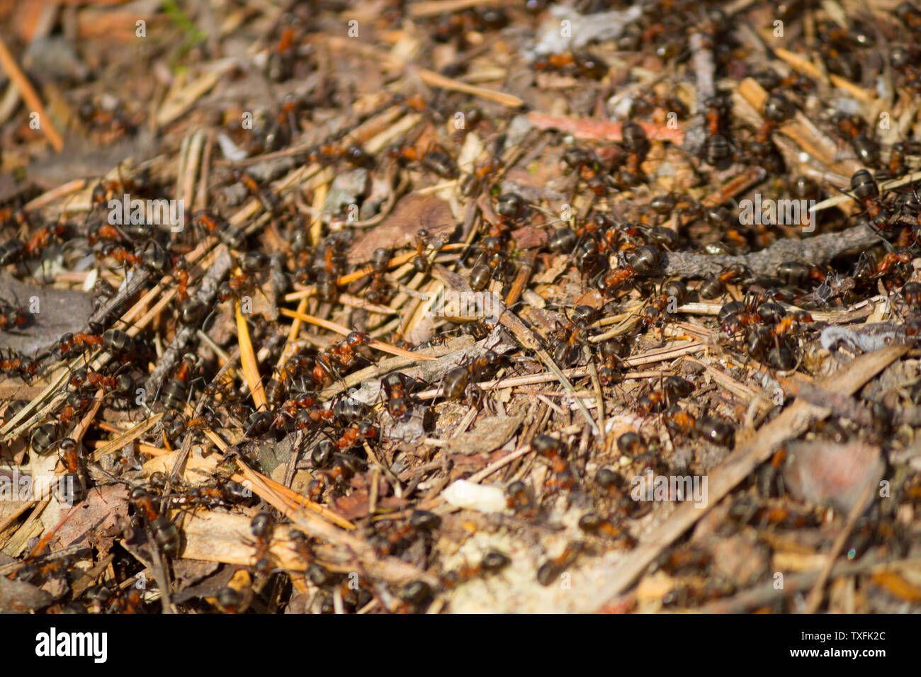 many ants working together. close up Stock Photo - Alamy