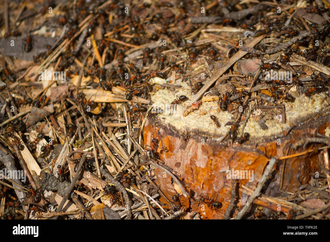 many ants working together. close up Stock Photo - Alamy