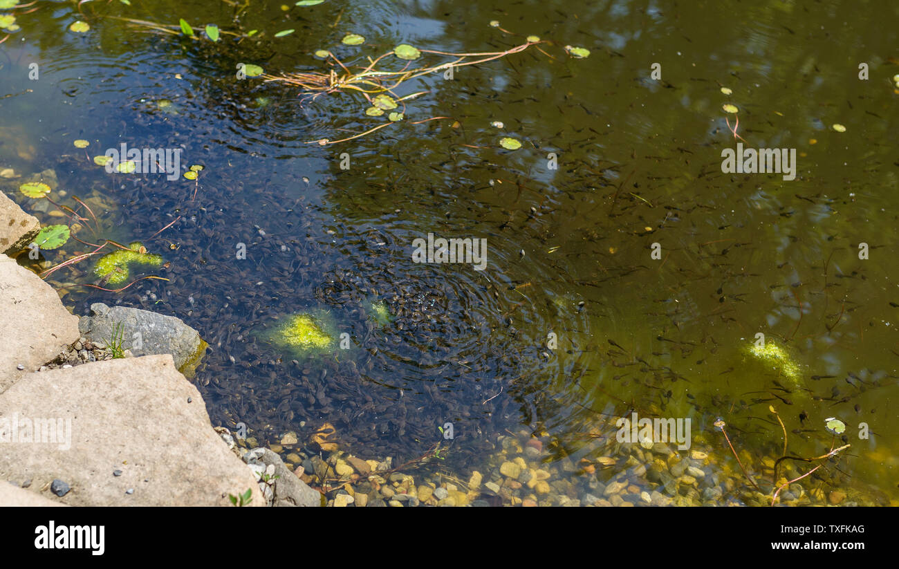 Large number of tadpoles in the pond Stock Photo - Alamy
