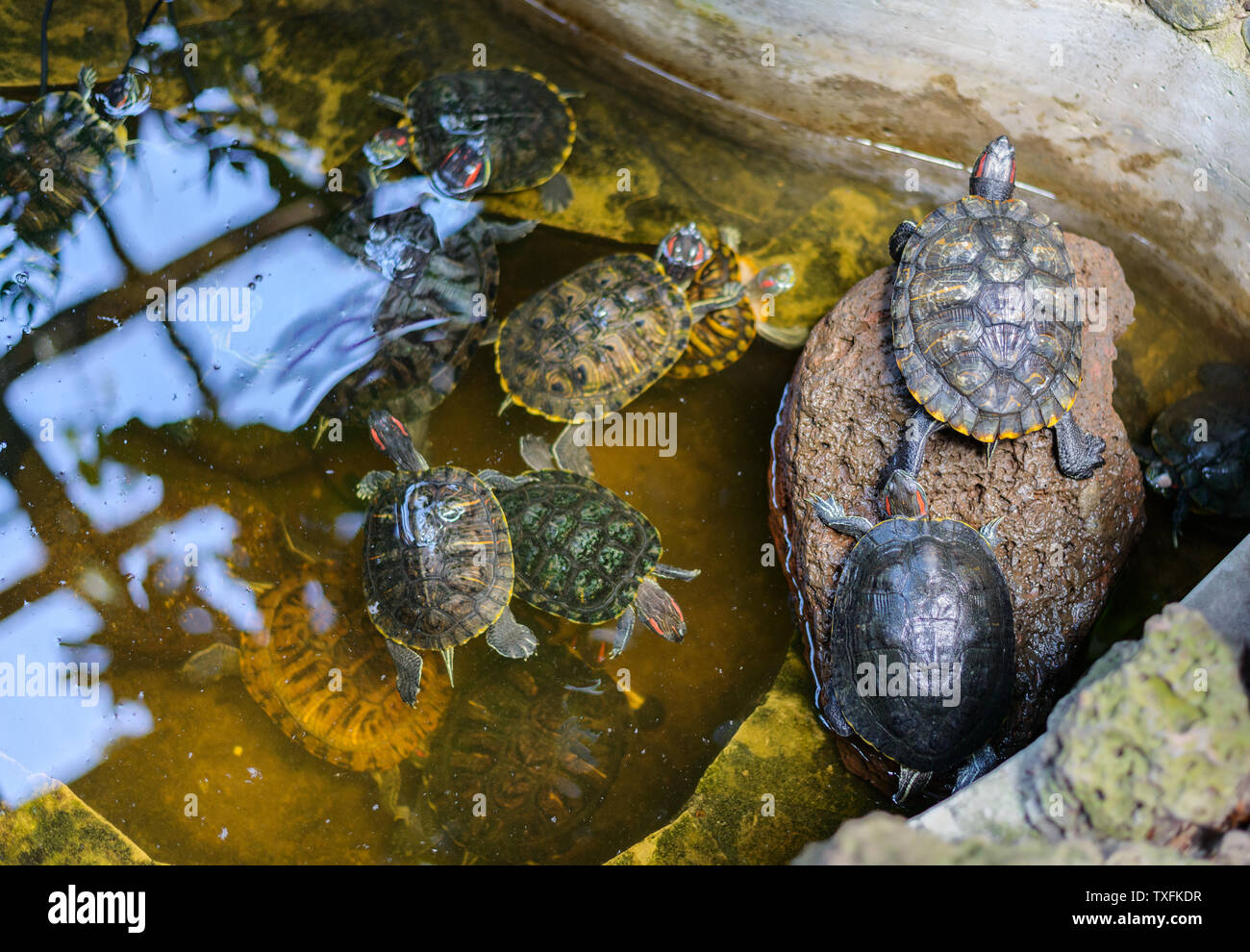 Turtles Trachemys scripta or Pond slider with red-eared slider in the ...