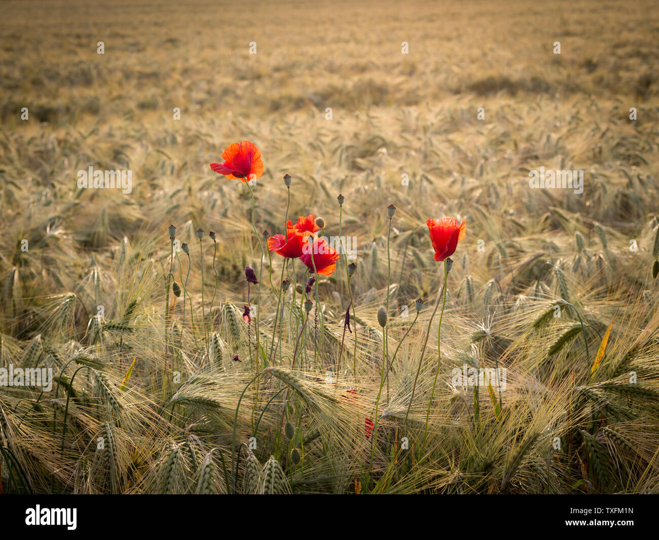 Grainfield hi-res stock photography and images - Alamy
