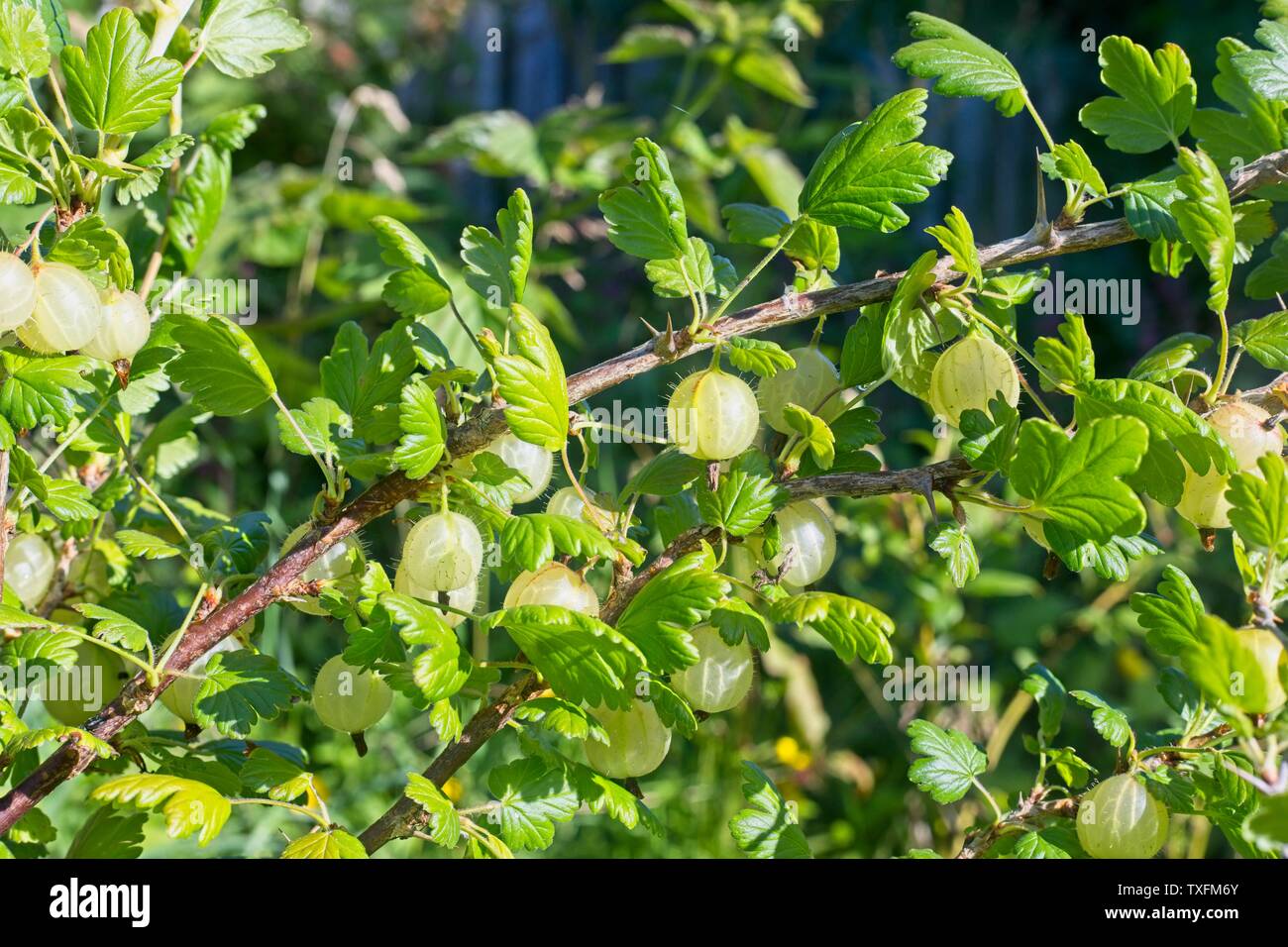 Gooseberry bush Ribes uva-crispa 'Invicta' growing in an English garden ...