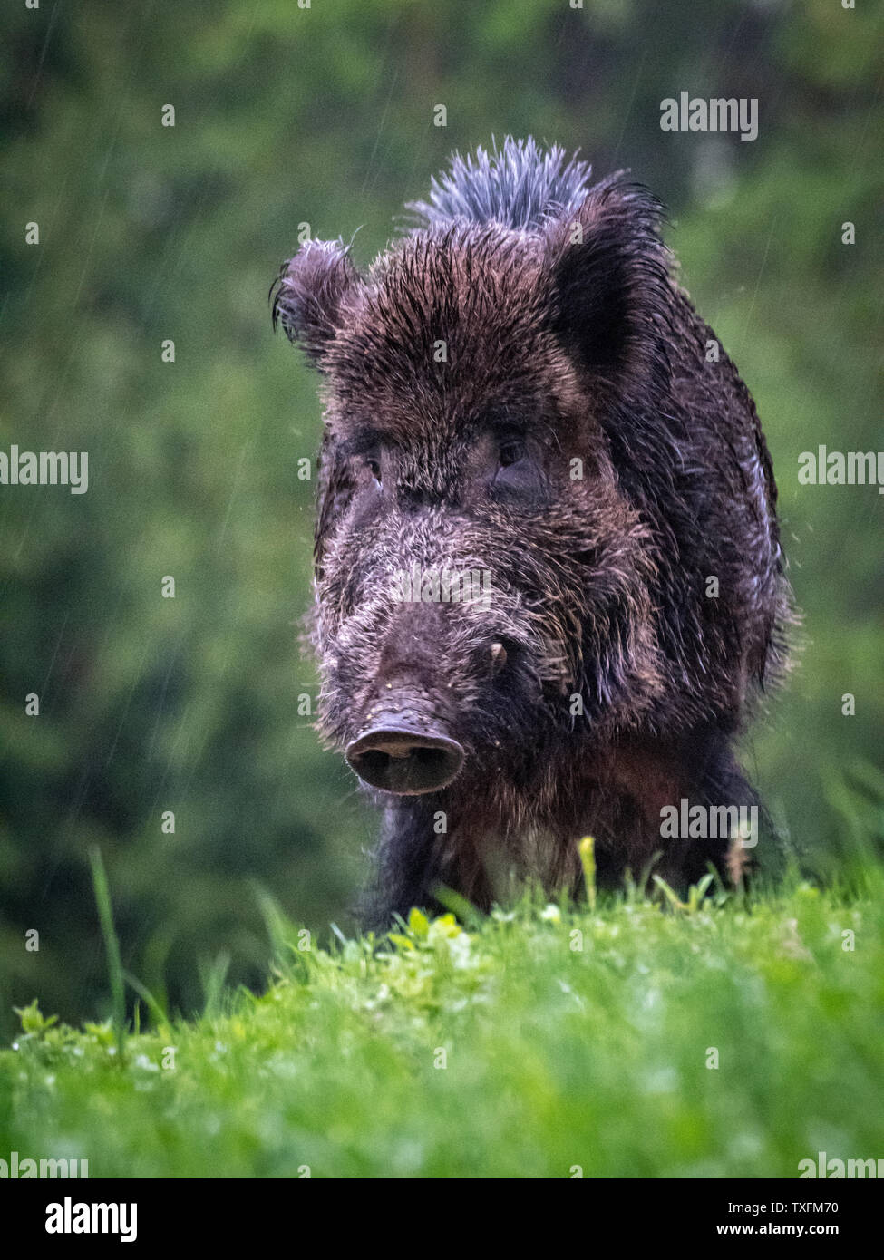 Wild boar snout hi-res stock photography and images - Alamy