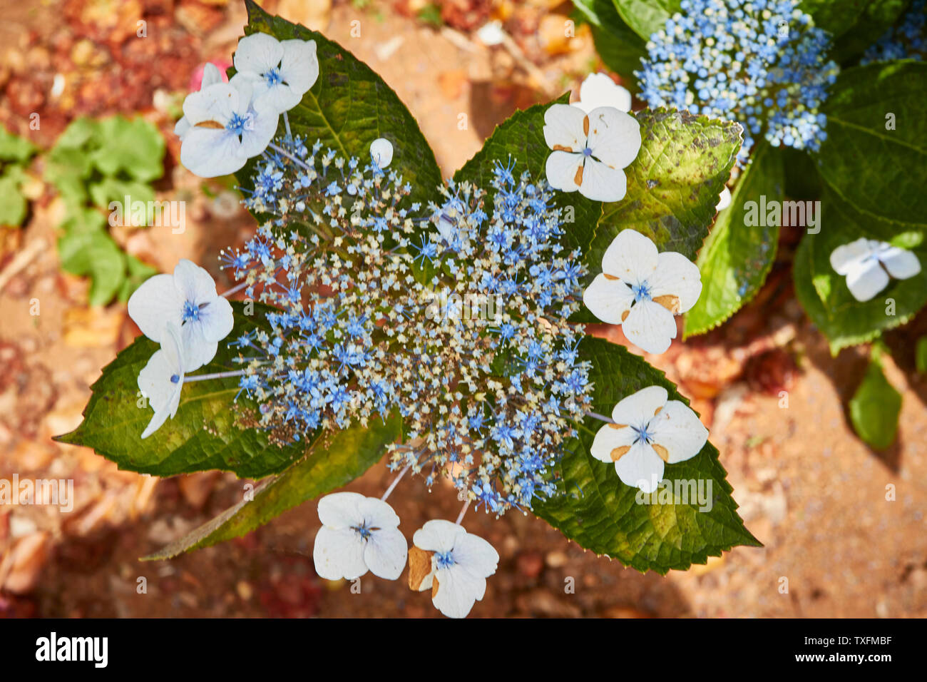 Hydrangea flower, close up nature portrait, Santana, Madeira, Portugal ...