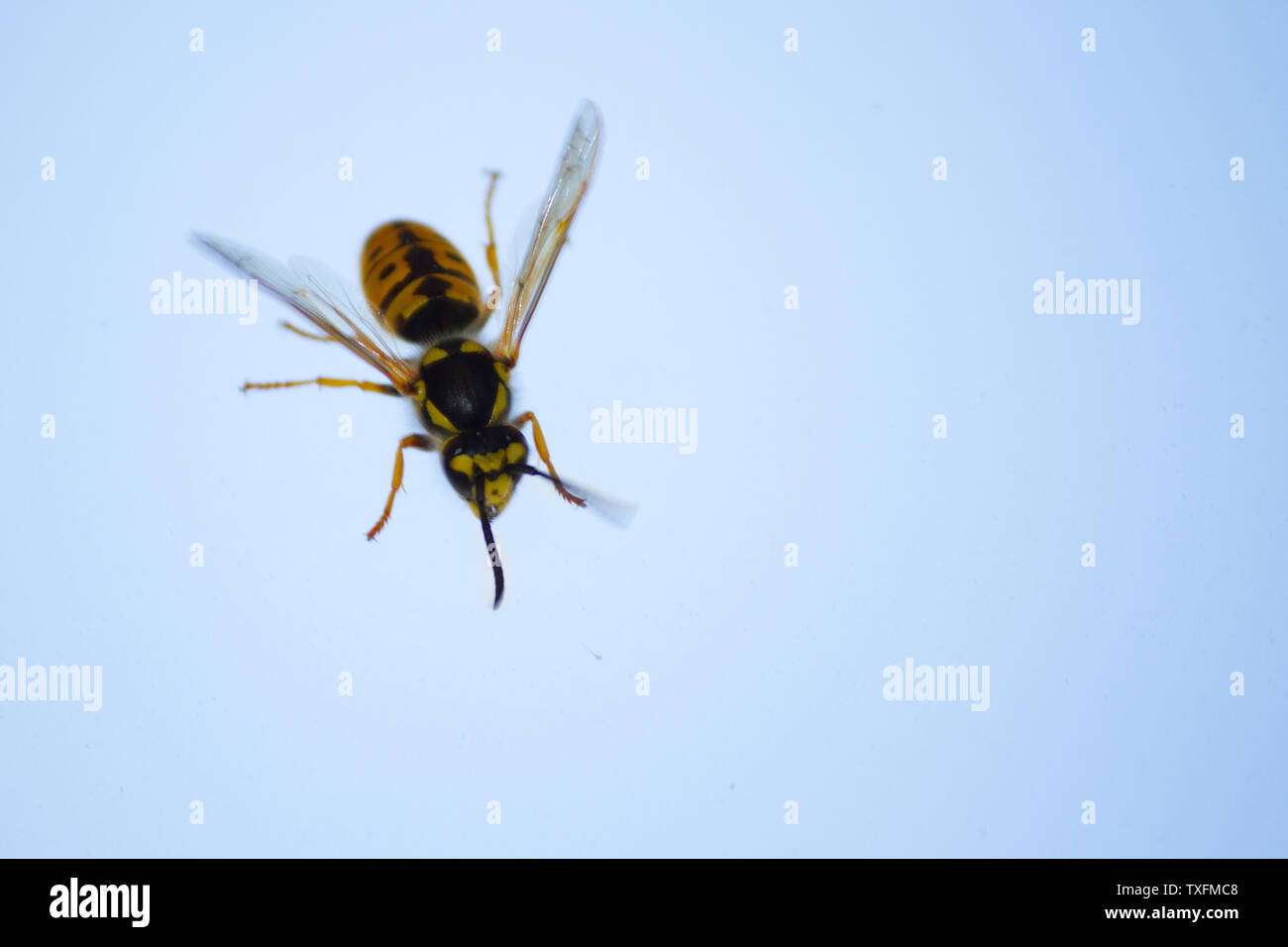 honey bee on the window. close up Stock Photo - Alamy