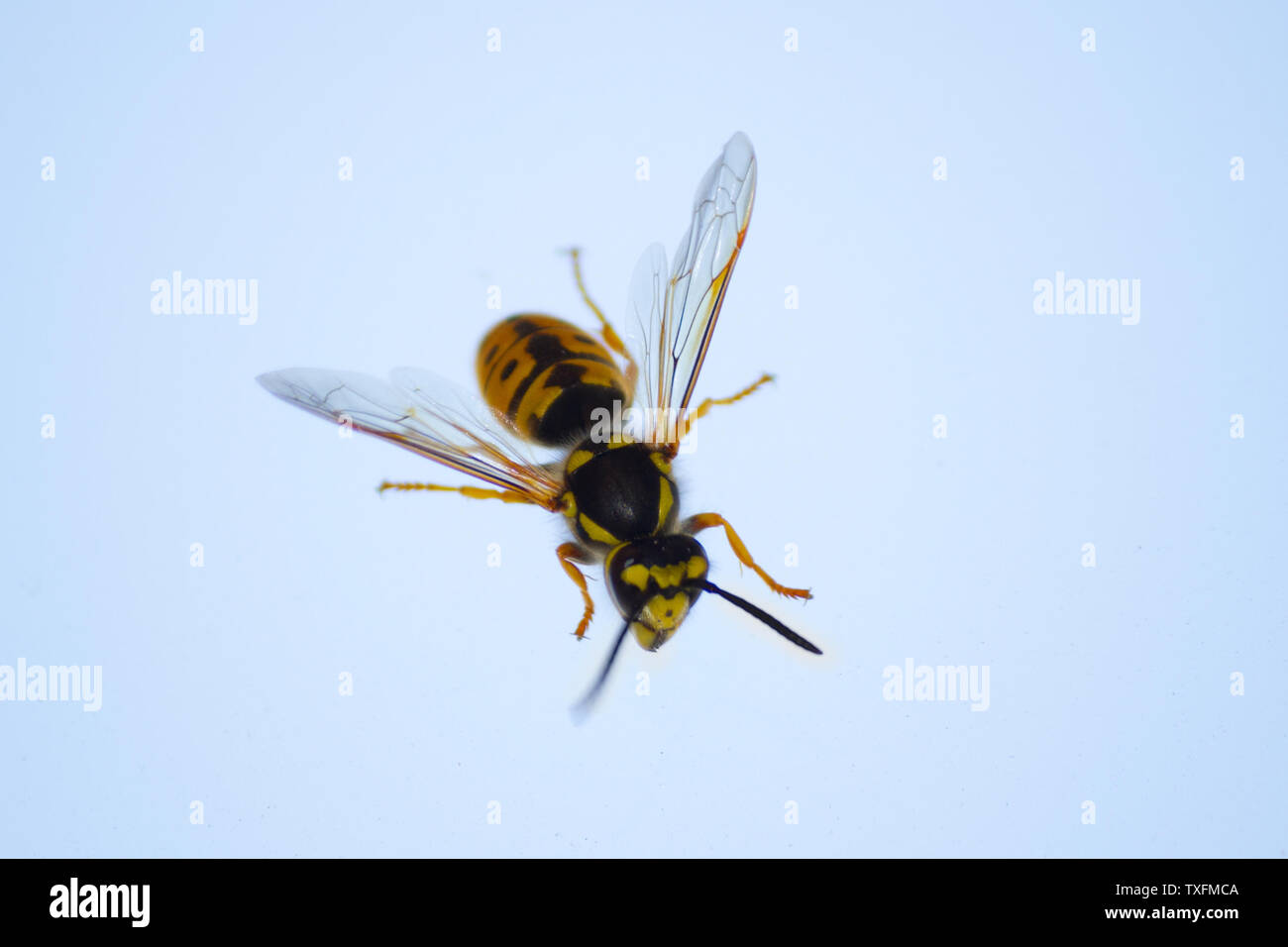 honey bee on the window. close up Stock Photo - Alamy