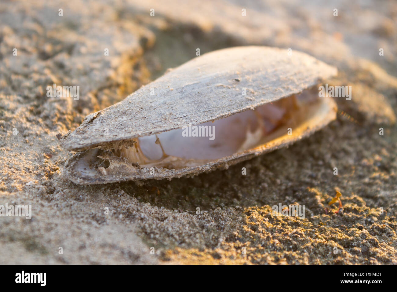 open oyster shell on the beach Stock Photo - Alamy