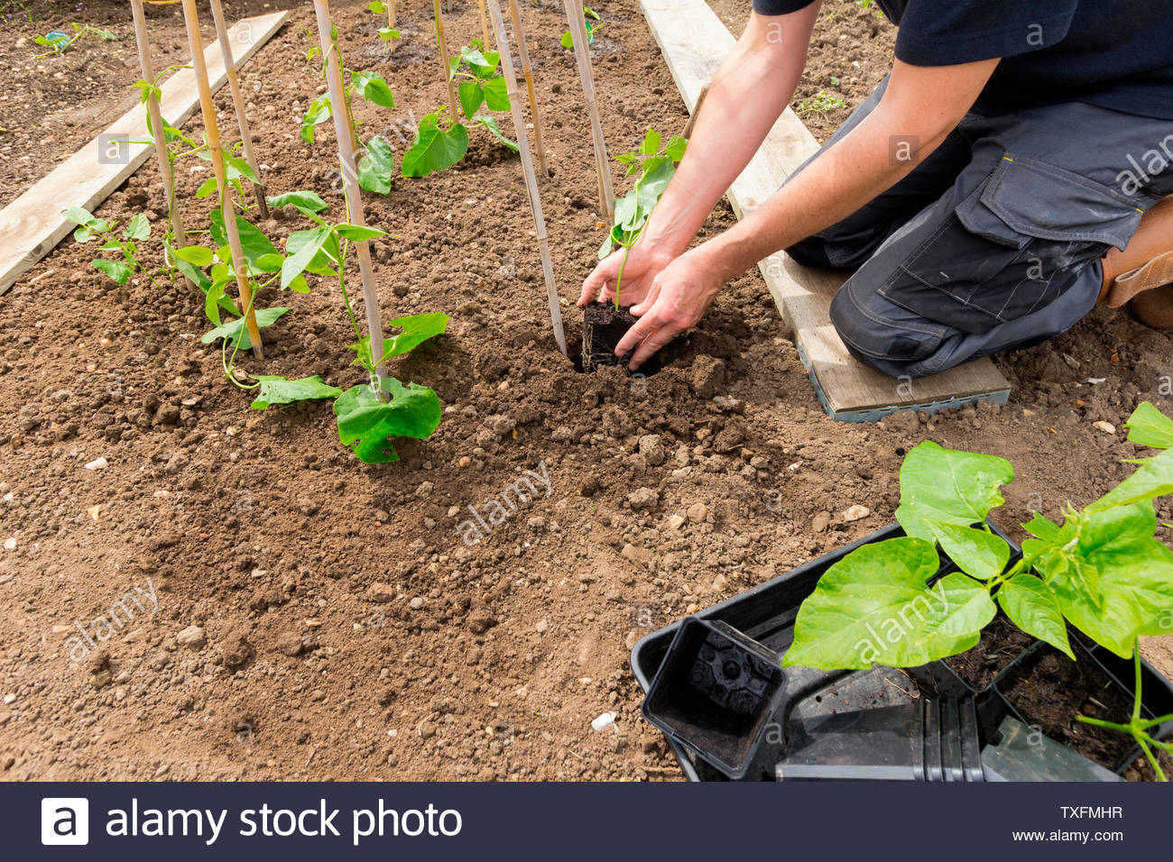 Runner Beans Wigwam High Resolution Stock Photography and Images - Alamy