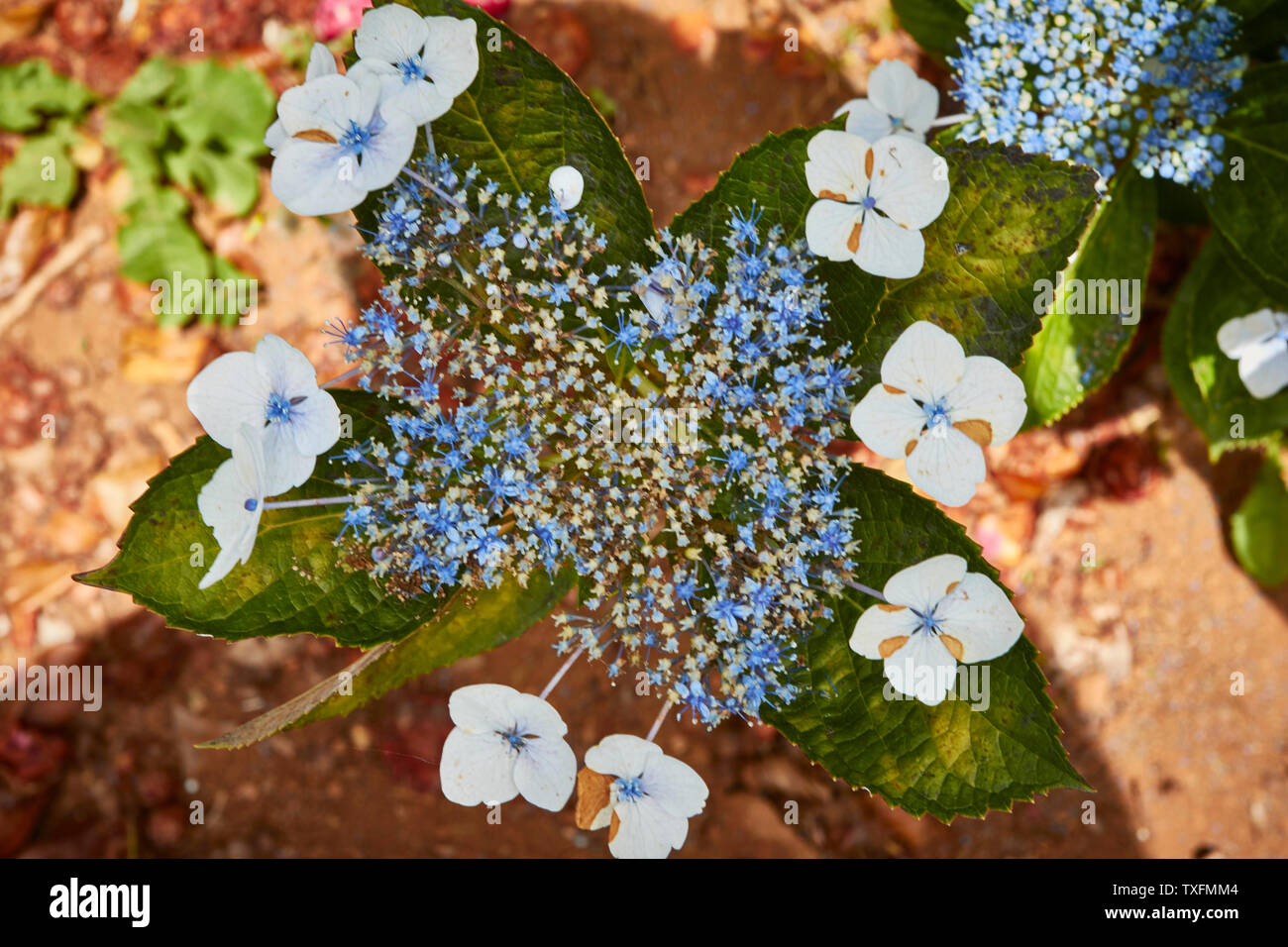 Hydrangea flower, close up nature portrait, Santana, Madeira, Portugal ...