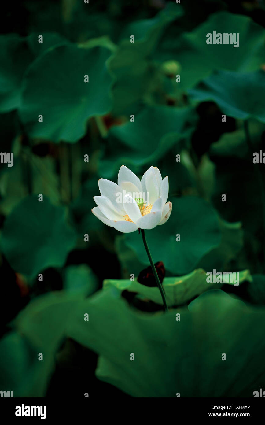 Golden plum garden hi-res stock photography and images - Alamy