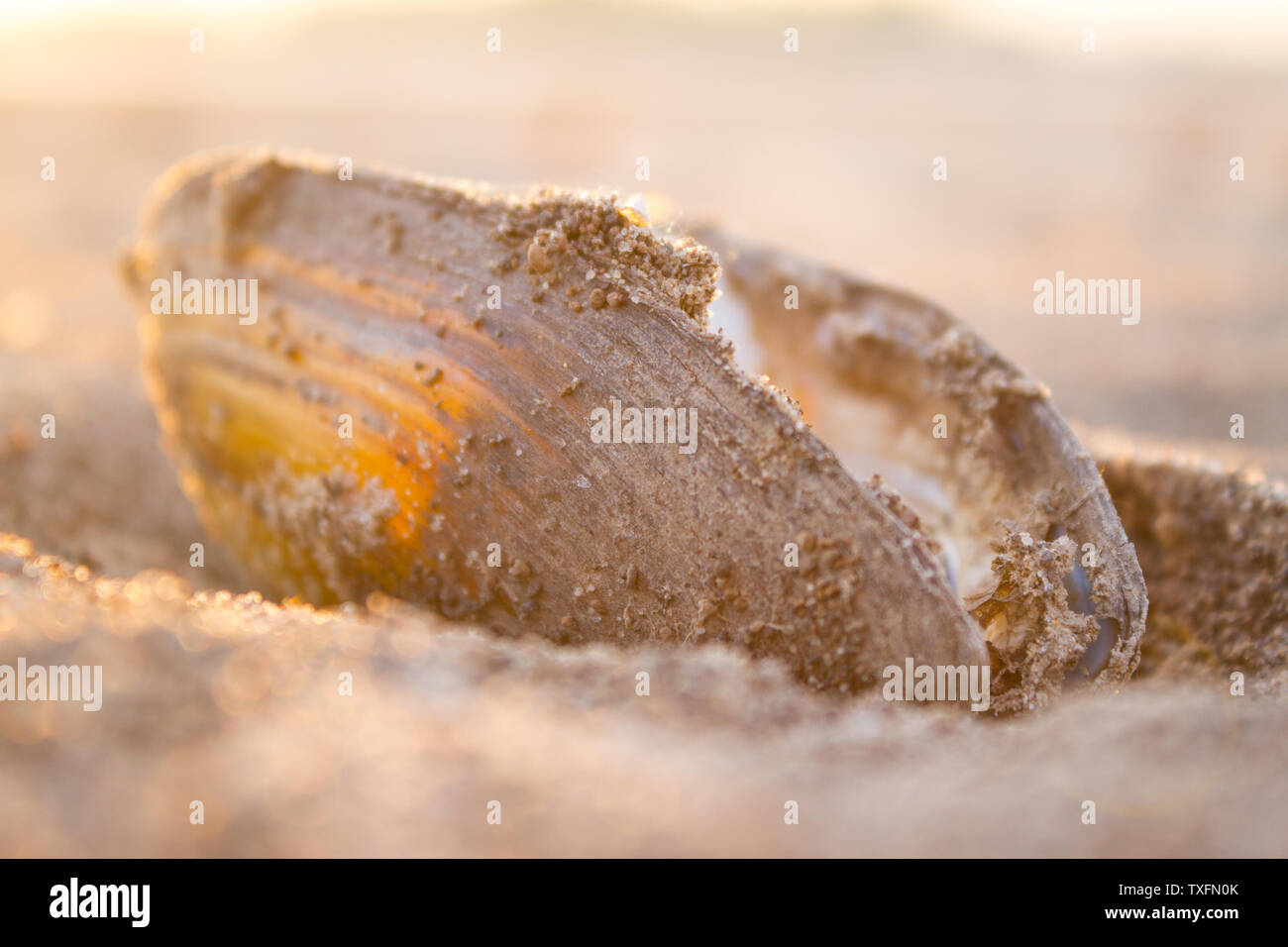 open oyster shell on the beach Stock Photo - Alamy