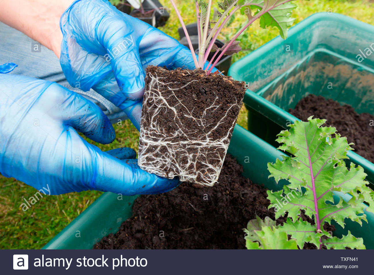Kale Plant High Resolution Stock Photography and Images - Alamy