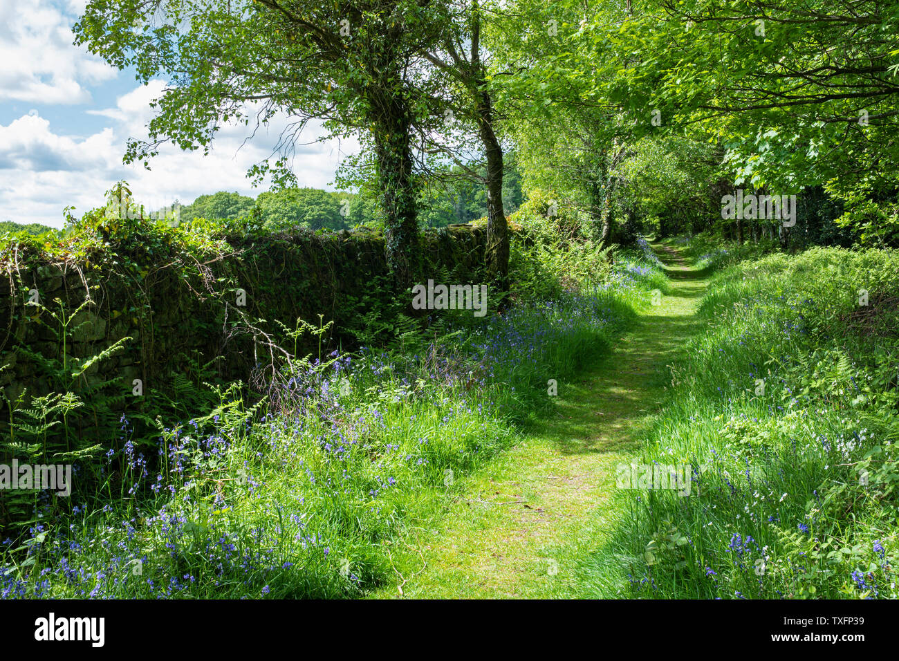 Trail through wildflowers hi-res stock photography and images - Alamy