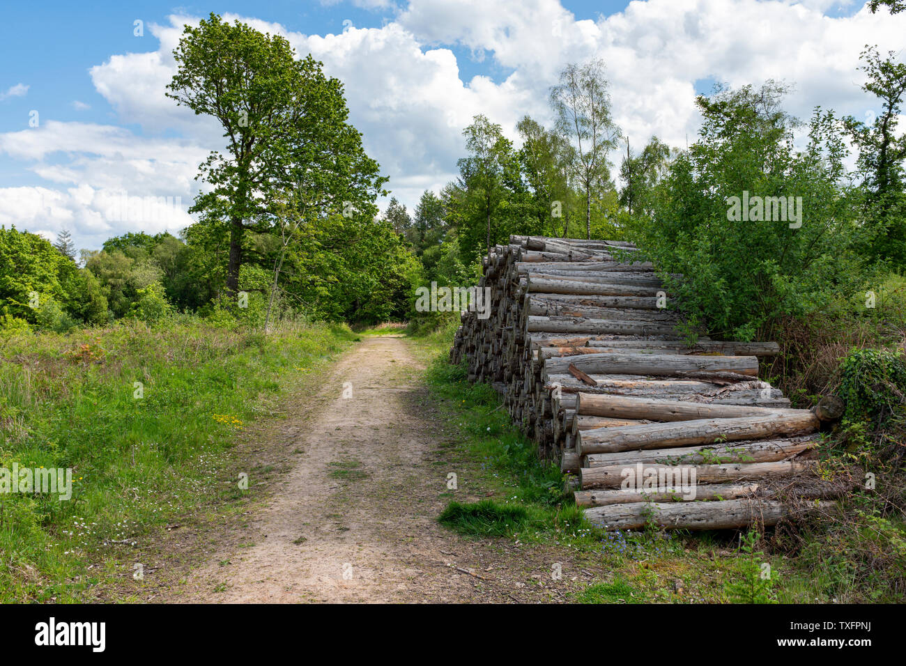 Log stack hi-res stock photography and images - Alamy