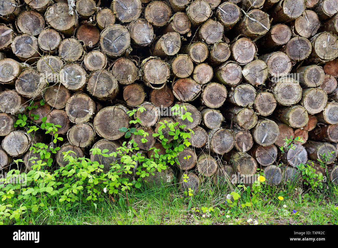 Softwood log stack Stock Photo - Alamy