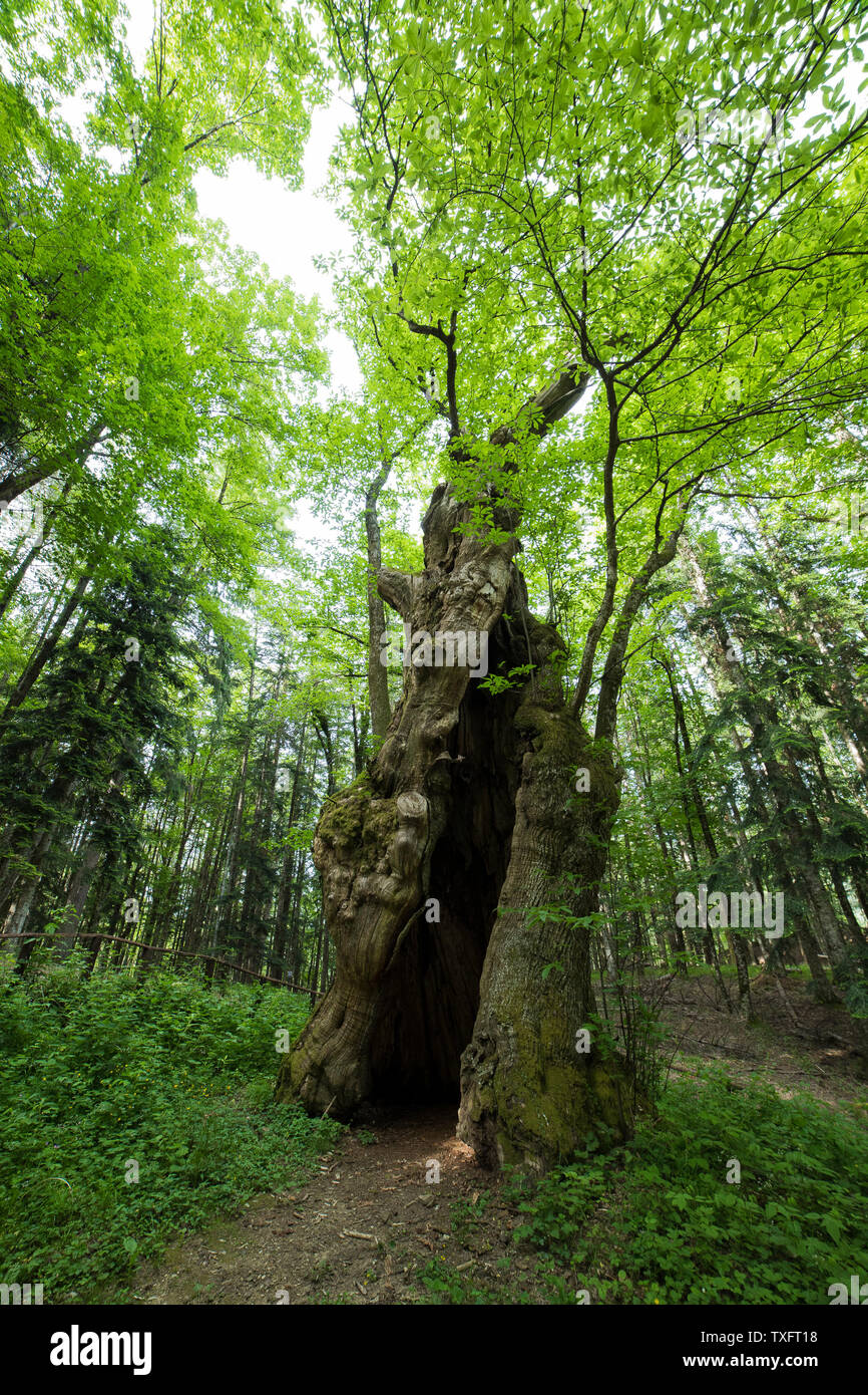 Old Chestnut Tree High Resolution Stock Photography and Images - Alamy