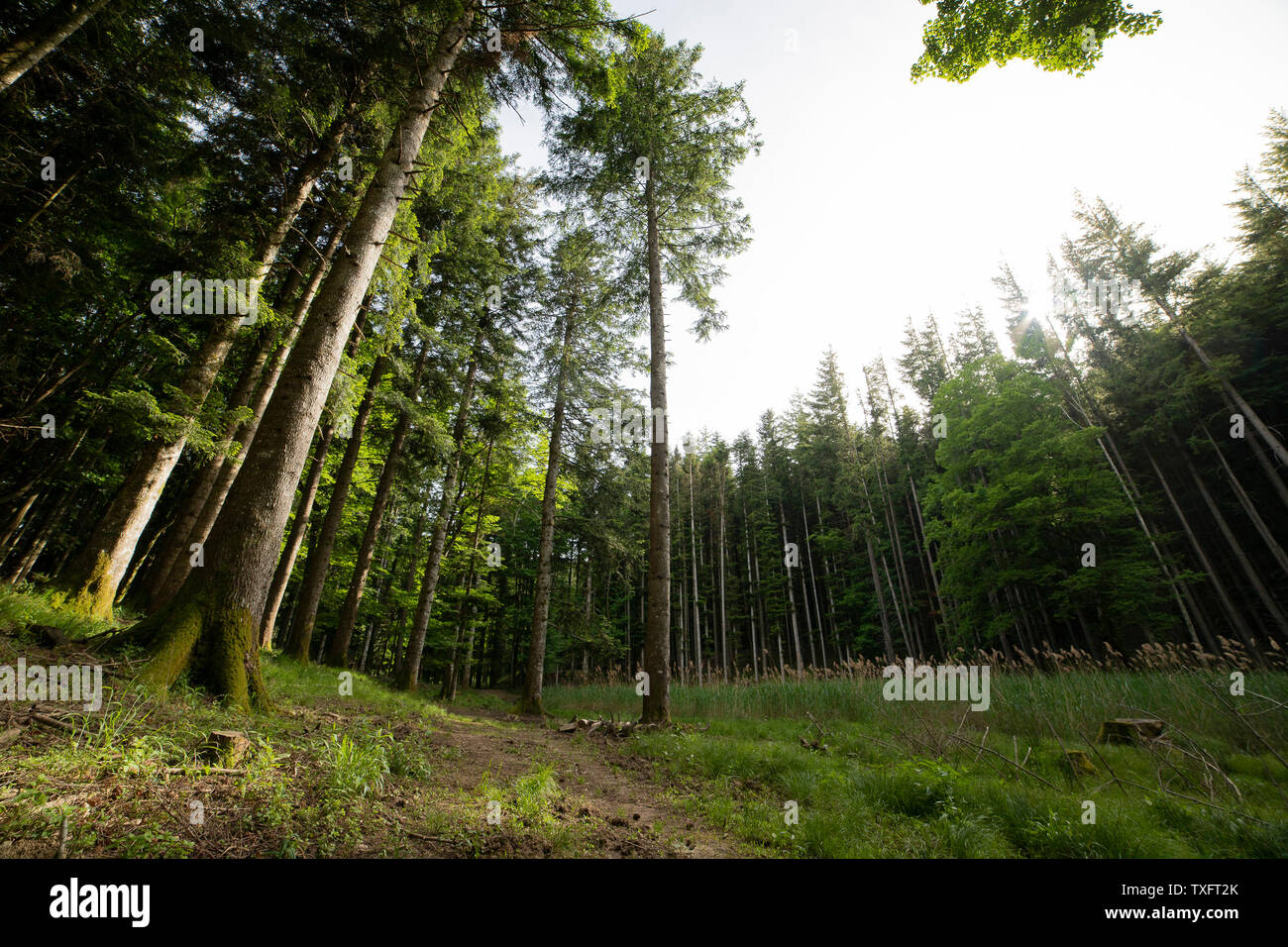 Mighty beech forest in summer. Foreste Casentinesi National Park, Poppi ...