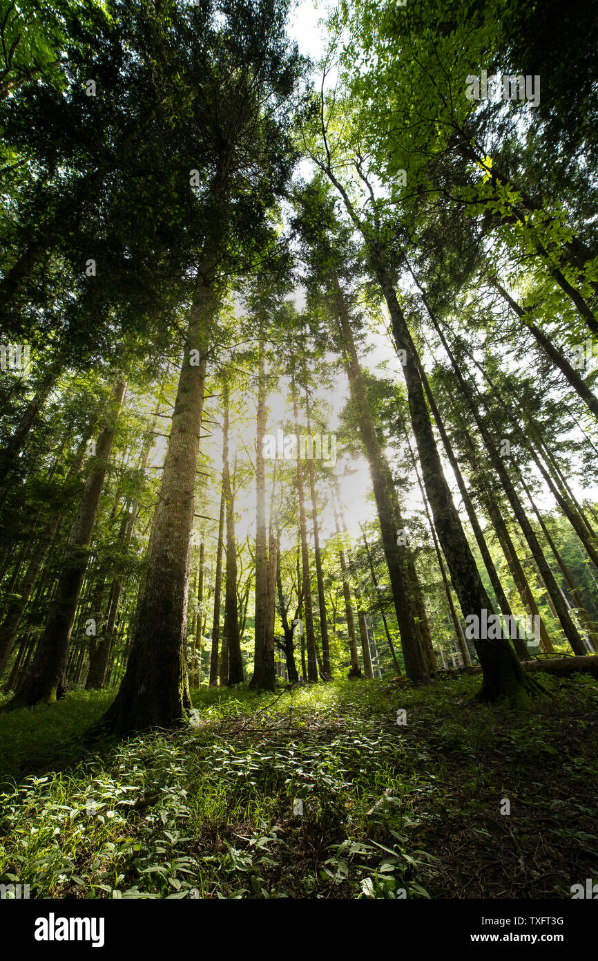 Mighty beech forest in summer. Foreste Casentinesi National Park, Poppi ...