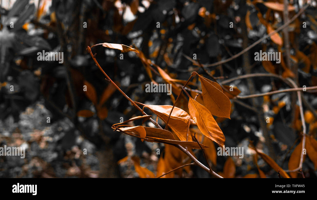 Golden Leaf In Forest Stock Photo - Alamy