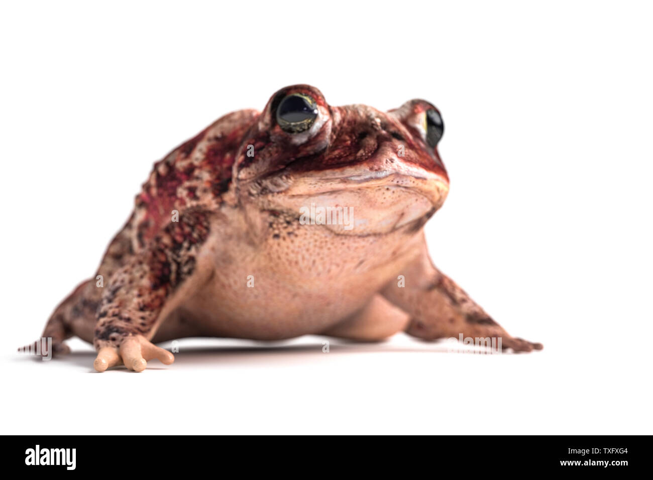 toad isolated on white background 3d illustration Stock Photo - Alamy