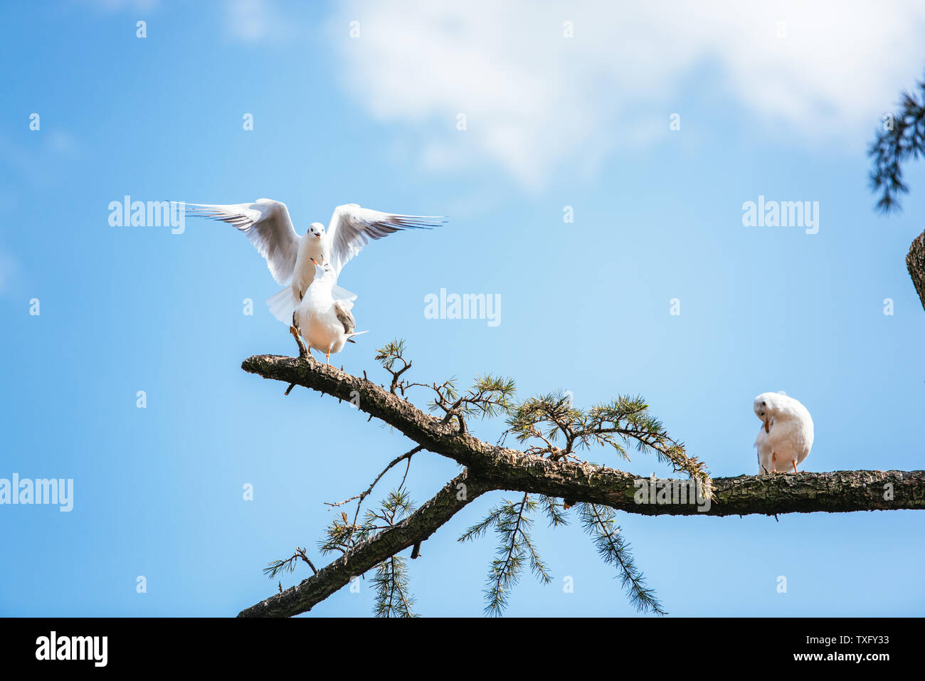 Seagulls and lakes hi-res stock photography and images - Alamy