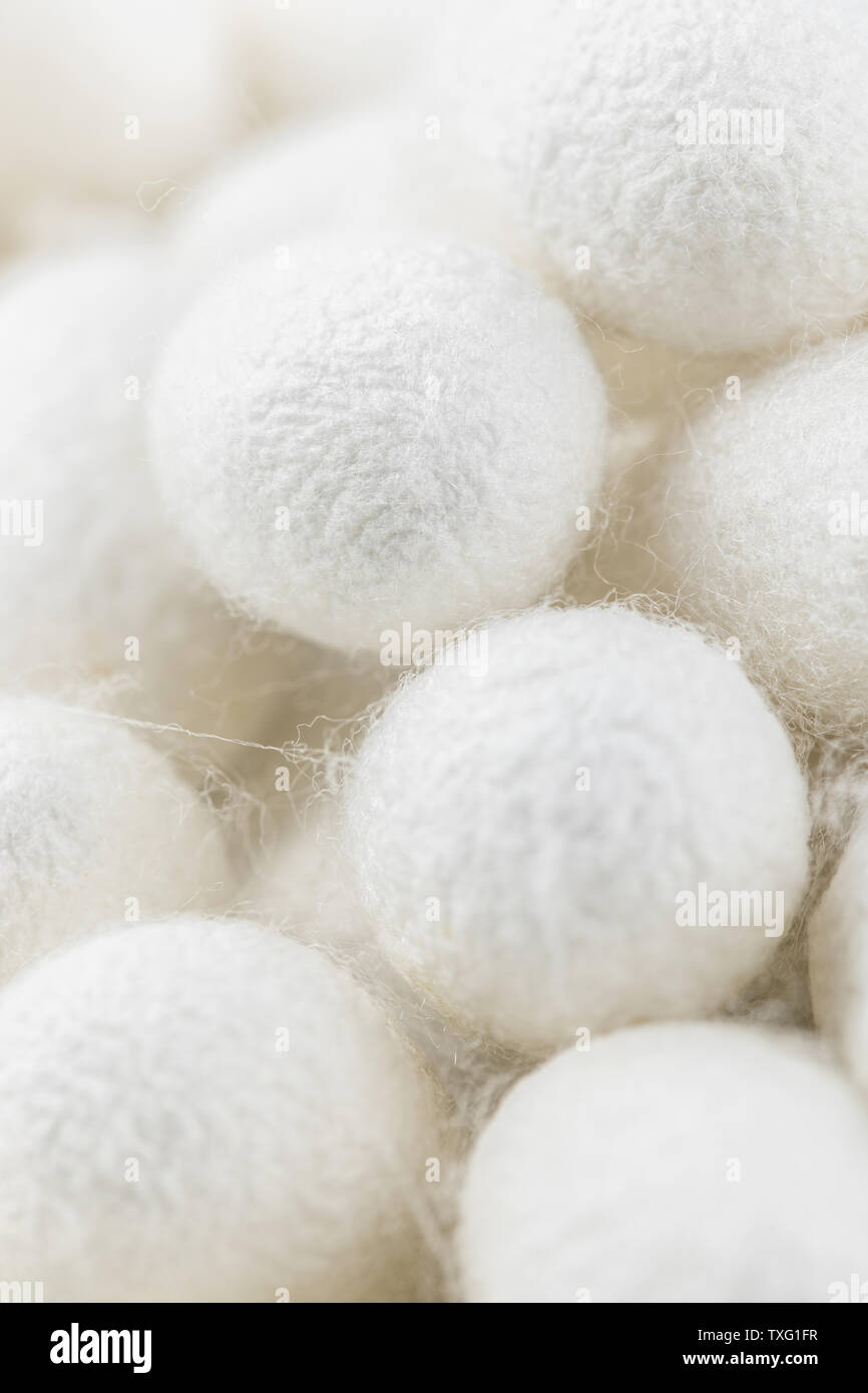 Smooth cocoon hi-res stock photography and images - Alamy