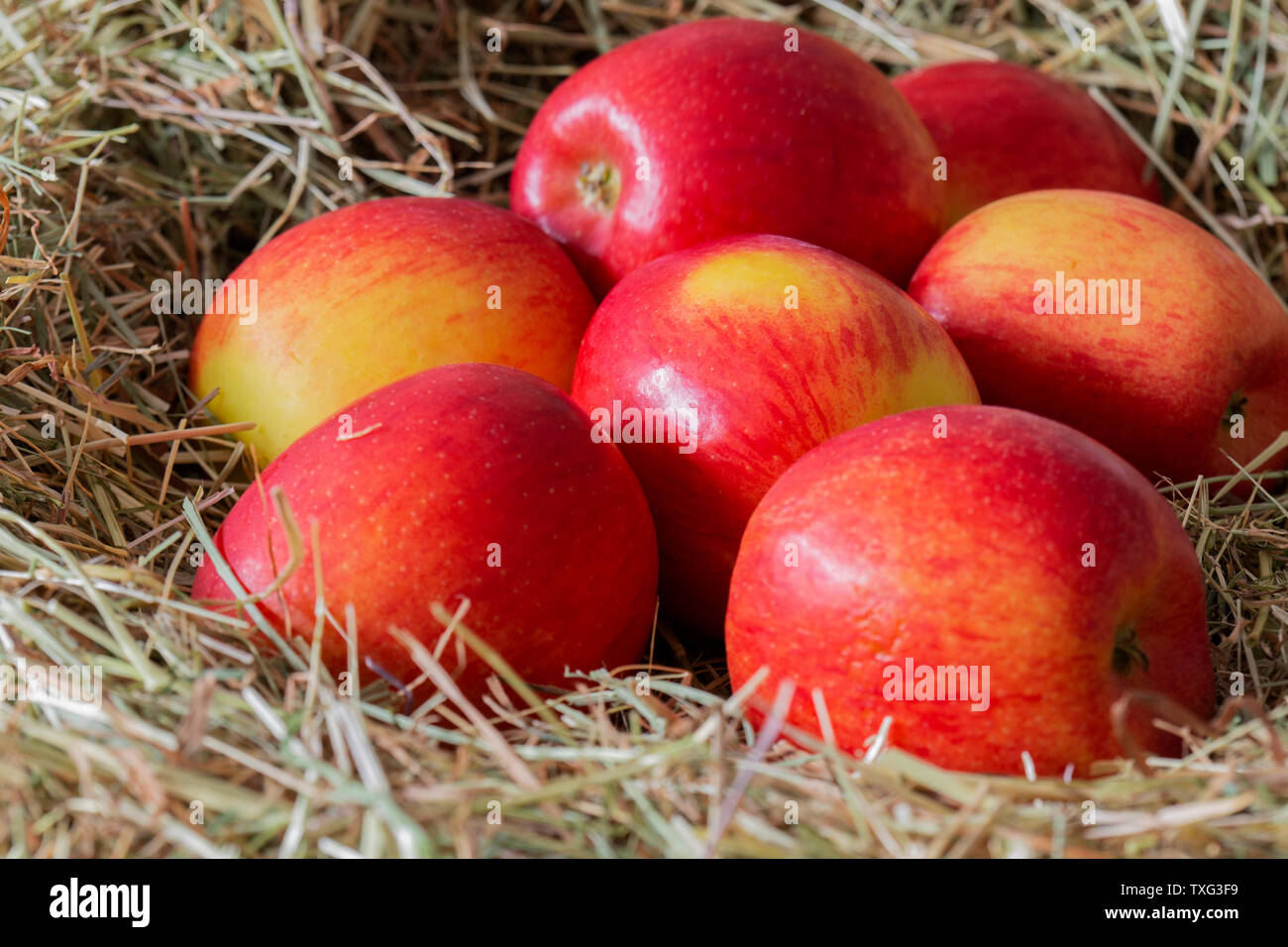 Jazz apple hi-res stock photography and images - Alamy