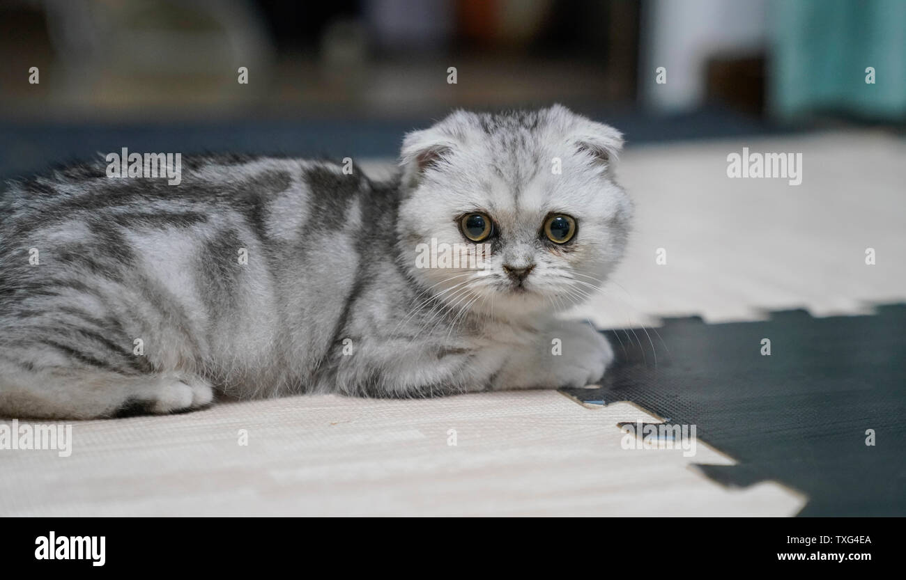 Baby ear fold hi-res stock photography and images - Alamy